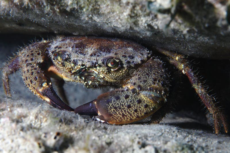 Round crab stock photo. Image of biodiversity, animal - 88757656