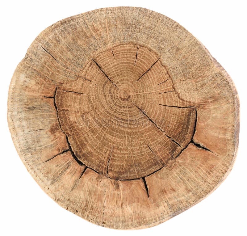 Piece of Circular Wood Cross Section with Tree Growth Rings. Oak Tree ...