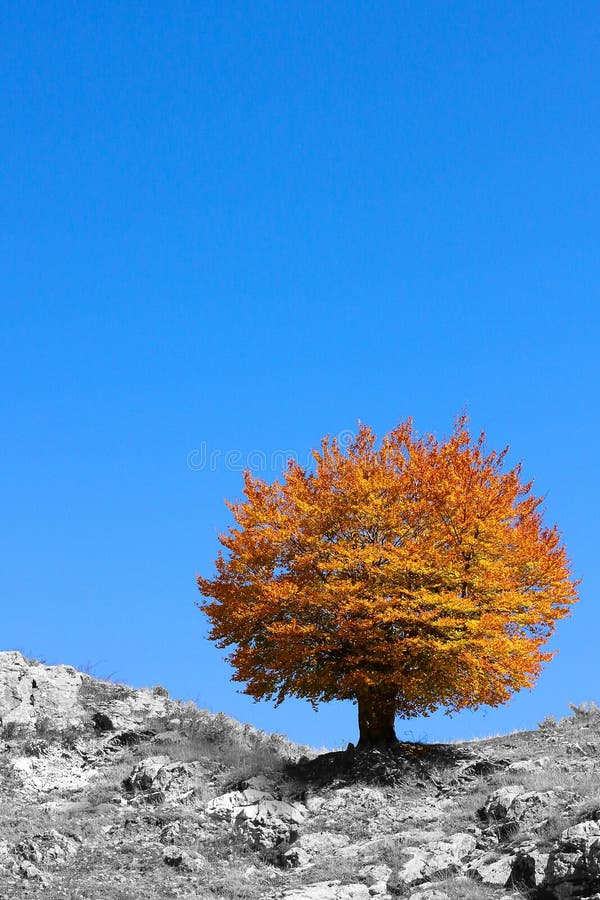 Round Crown Autumn Tree on a Clear Blue Sky Stock Photo - Image of ...