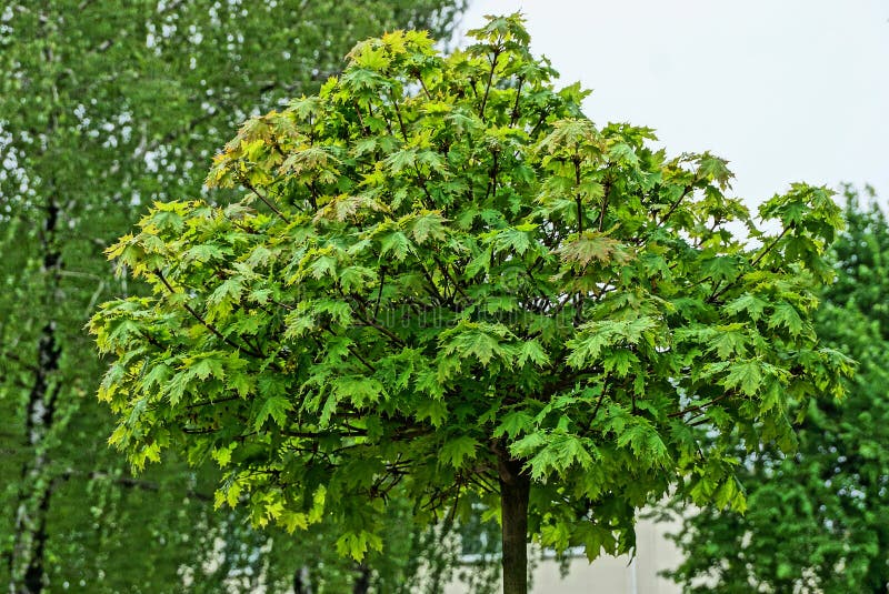 Decorative maple trees stock photo. Image of maple, palmatum - 76774266
