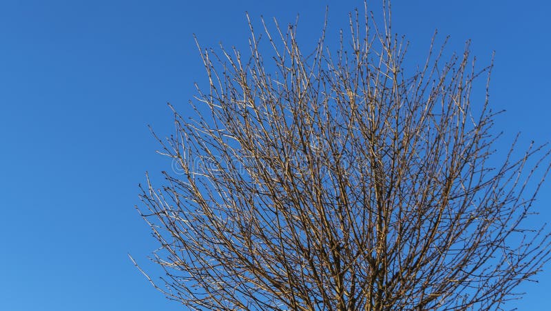 Round Crowns of Decorative Small Tree without Leaves Against the ...