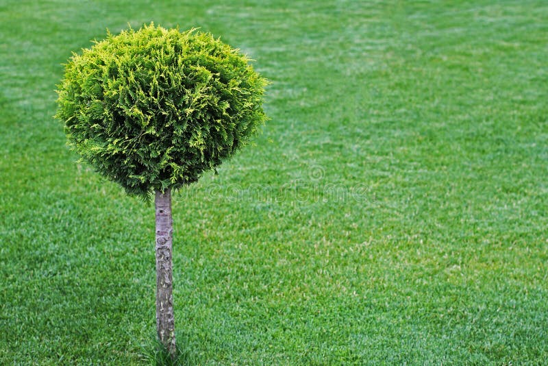 Round Cut Bush on a Green Lawn Stock Image - Image of shrub, canopy ...