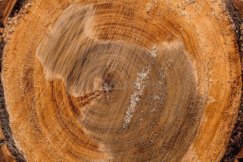 Round Cut Down Tree with Annual Rings and Cracks. Wooden Texture. Stock ...