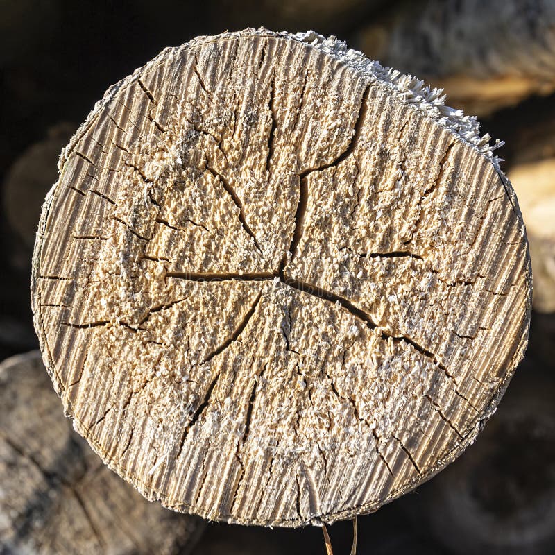 Round cut of a tree stock image. Image of stacked, surface - 269640953