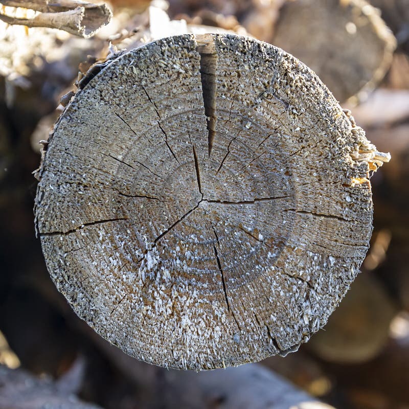 Round cut of a tree stock photo. Image of year, hardwood - 269980754