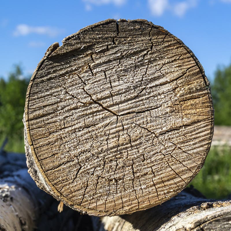 Round cut of a tree stock image. Image of fireplace - 280767955