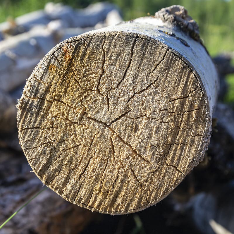 Round cut of a tree stock image. Image of year, trunk - 269441525