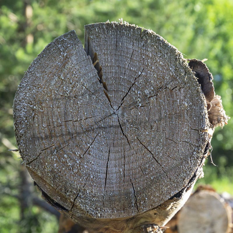 Round cut of a tree stock photo. Image of growth, timber - 269640968