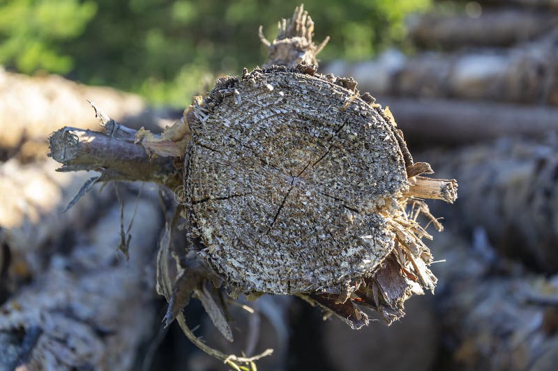 Round cut of a tree stock photo. Image of fireplace - 270236054