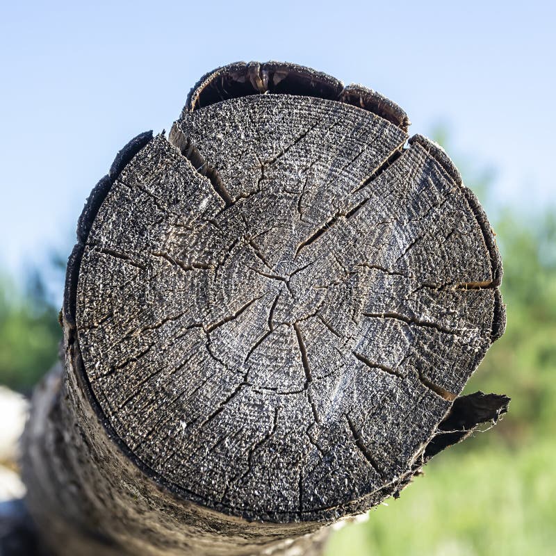 Round cut of a tree stock image. Image of textured, life - 270236149