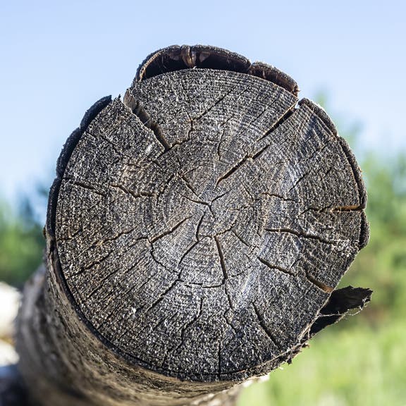 Round cut of a tree stock image. Image of textured, life - 270236149