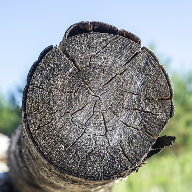 Round cut of a tree stock image. Image of textured, life - 270236149