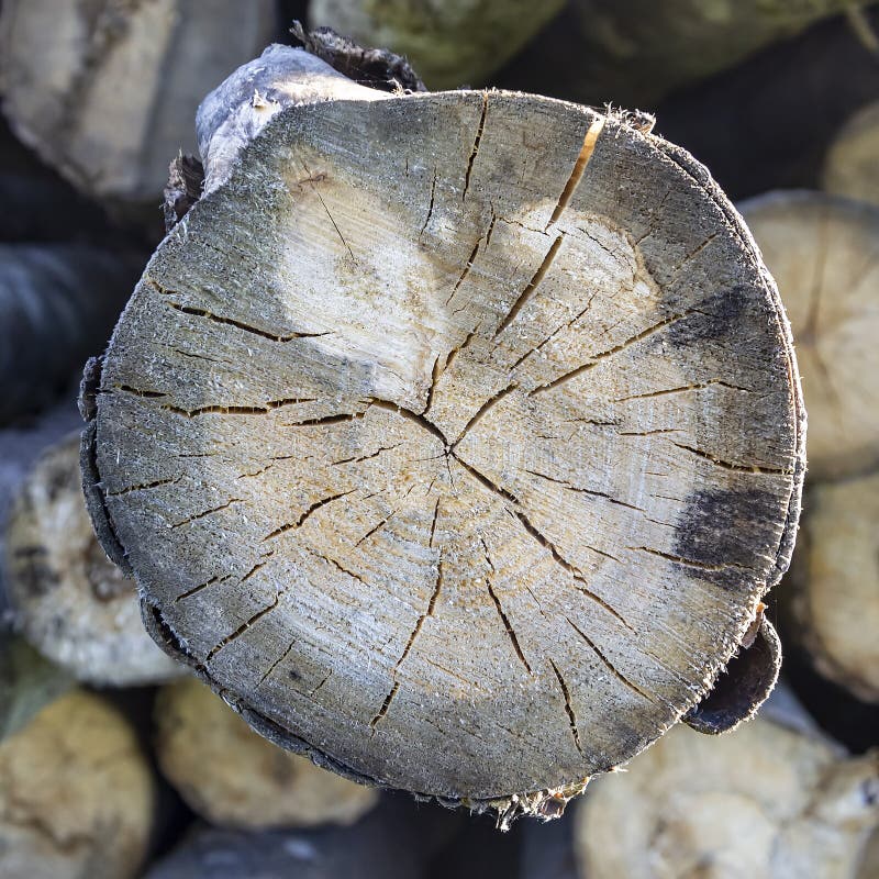 Round cut of a tree stock image. Image of timber, maple - 280768015