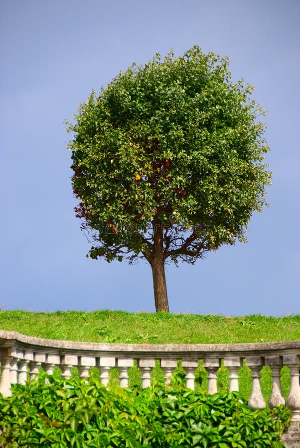 Square shape tree stock image. Image of ornamental, plant - 4934265