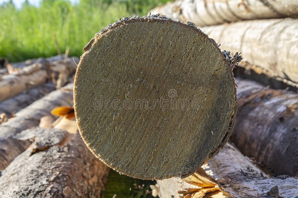 Round cut of a tree stock image. Image of middle, hardwood - 269177211