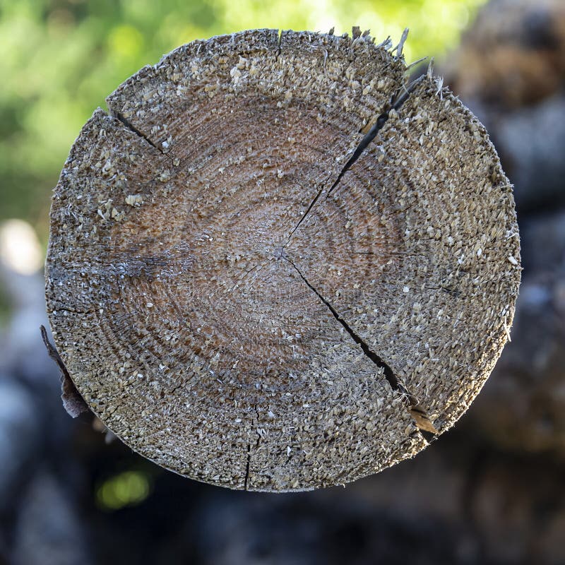 Round cut of a tree stock image. Image of large, abstract - 269441513