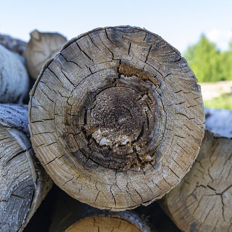 Round cut of a tree stock image. Image of concentric - 269441537