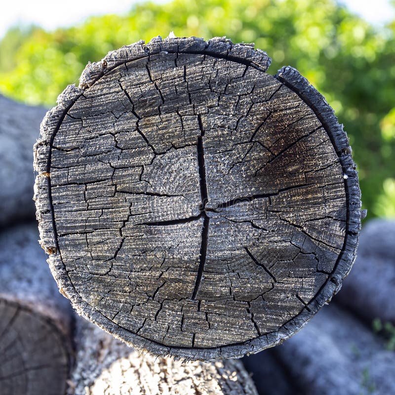 Round cut of a tree stock photo. Image of industry, material - 269441566