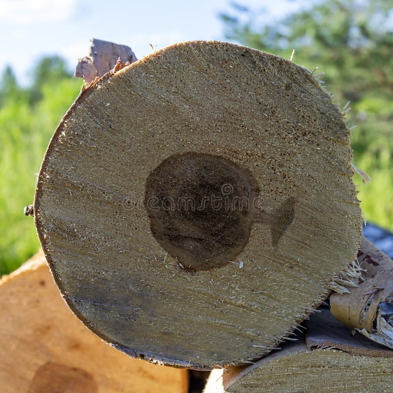 Round cut of a tree stock image. Image of hardwood, round - 269640939