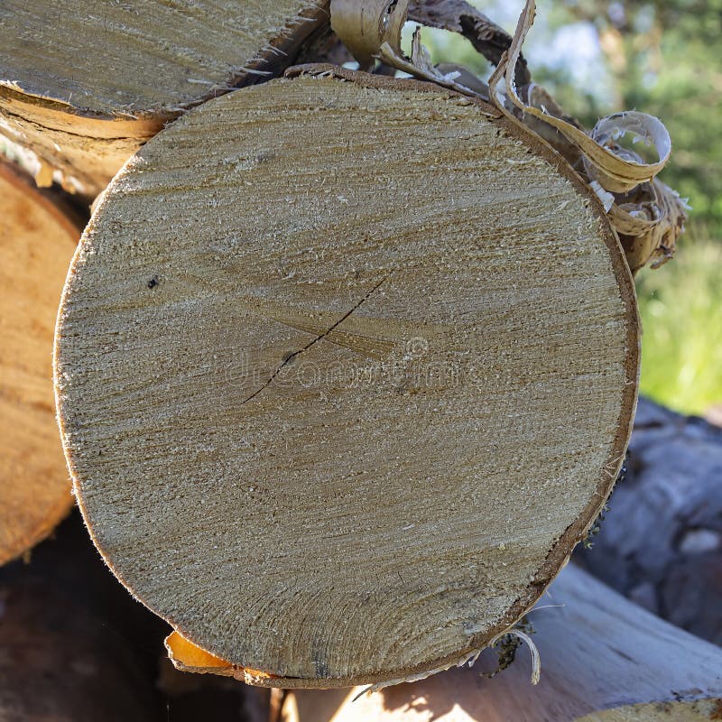 Round cut of a tree stock image. Image of rough, year - 269640943