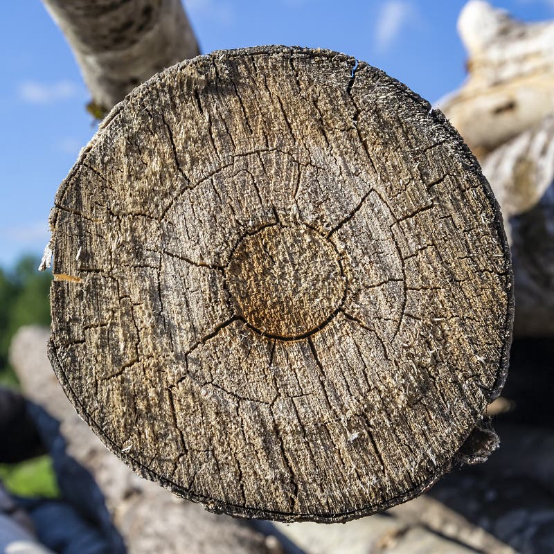Round cut of a tree stock photo. Image of annual, material - 269640962