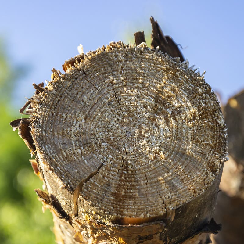 Round cut of a tree stock photo. Image of stacked, round - 269640966