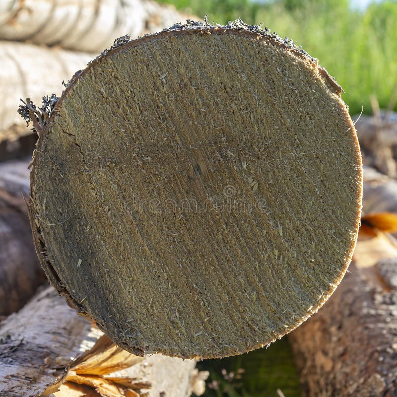 Round cut of a tree stock photo. Image of trunk, textured - 269980718