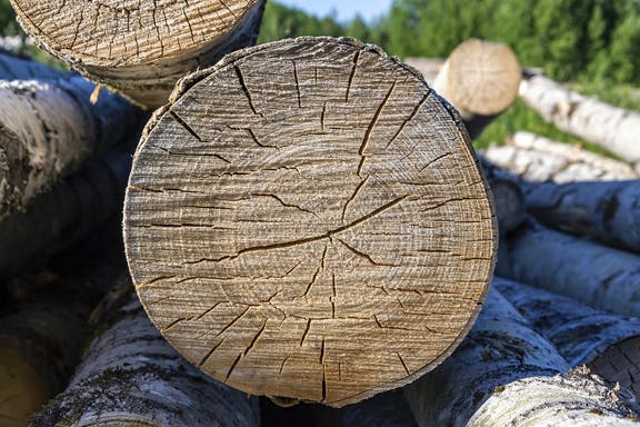 Round cut of a tree stock photo. Image of lumber, ripple - 270236012