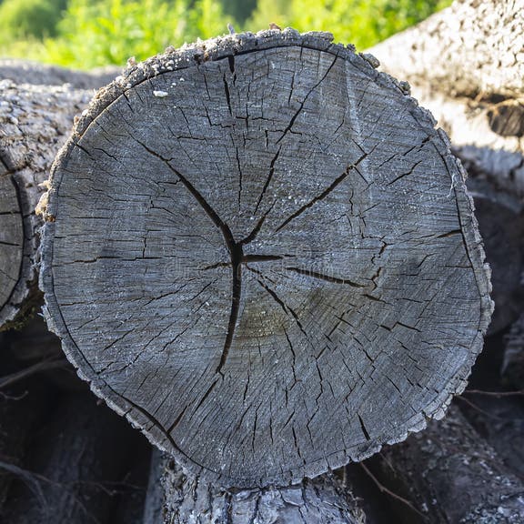 Round cut of a tree stock image. Image of material, textured - 270576755