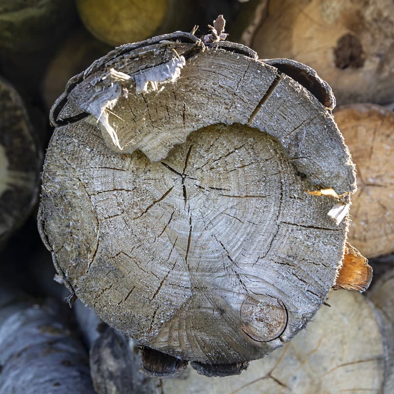 Round cut of a tree stock photo. Image of large, annual - 280768008