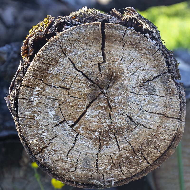Round cut of a tree stock photo. Image of round, crack - 280768064