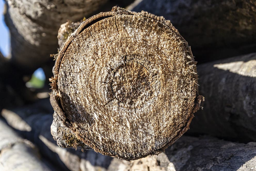 Round cut of a tree stock photo. Image of trunk, growth - 281835300