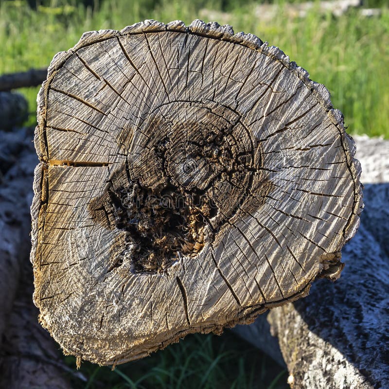 Round cut of a tree stock photo. Image of fireplace - 281835318