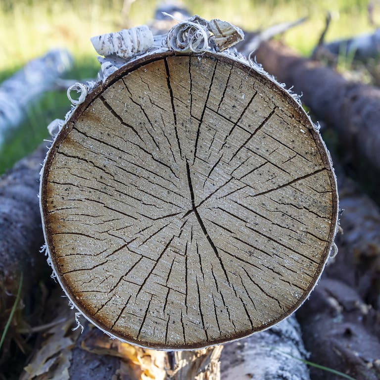 Round cut of a tree stock photo. Image of fuel, detailed - 269980744