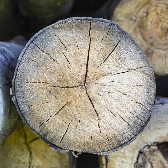 Round cut of a tree stock photo. Image of ripple, concentric - 269980806