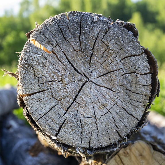 Round cut of a tree stock photo. Image of year, detailed - 269980844