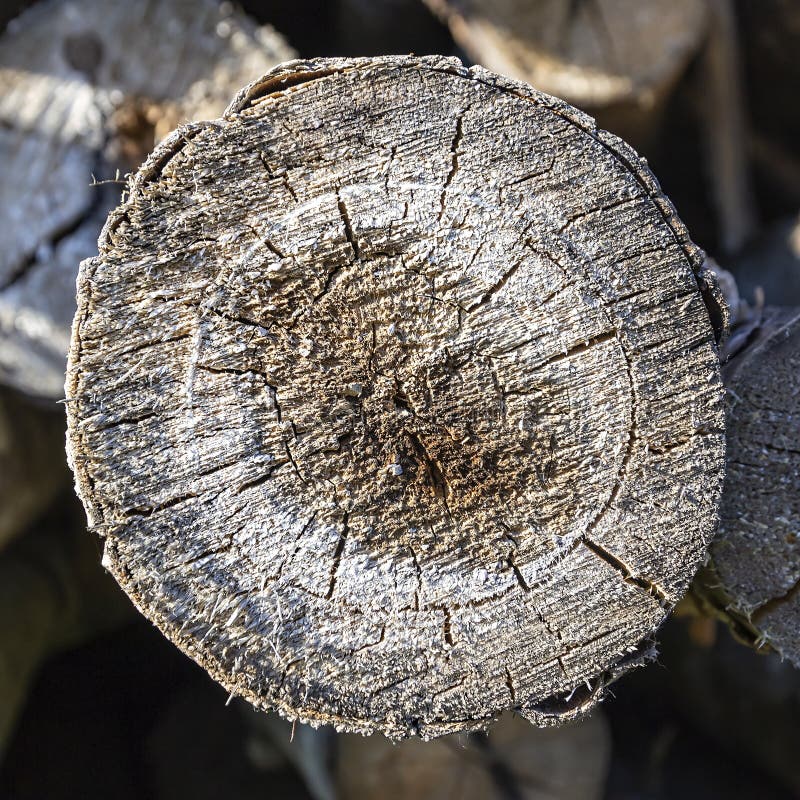 Round cut of a tree stock image. Image of ripple, structure - 270236023
