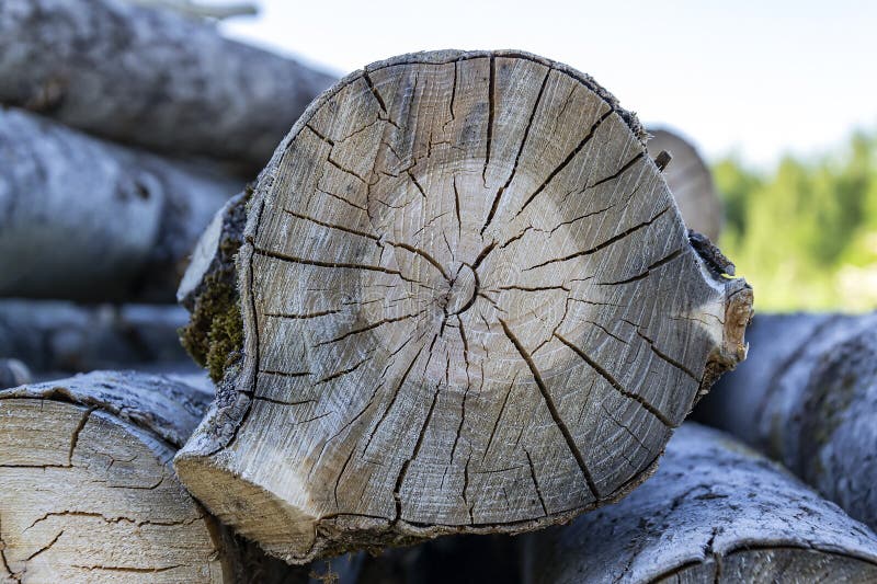 Round cut of a tree stock image. Image of year, shape - 270236085