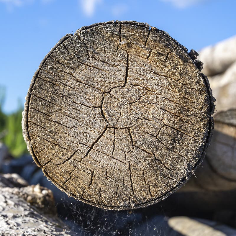 Round cut of a tree stock image. Image of annual, middle - 280767963