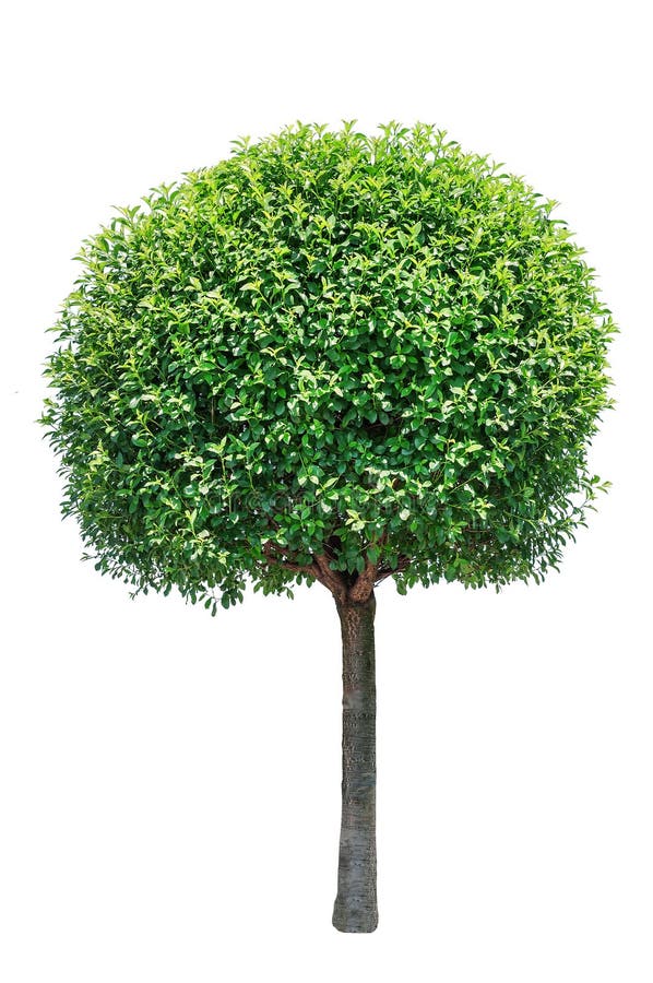 Round tree stock photo. Image of solitary, tree, round - 41445002