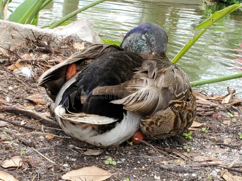 Round duck takes a nap stock image. Image of nature - 202734865