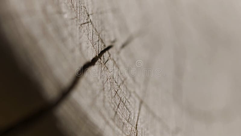 The Round Edge of the Cut Log, Wooden Texture. Action. Close Up of Cut ...