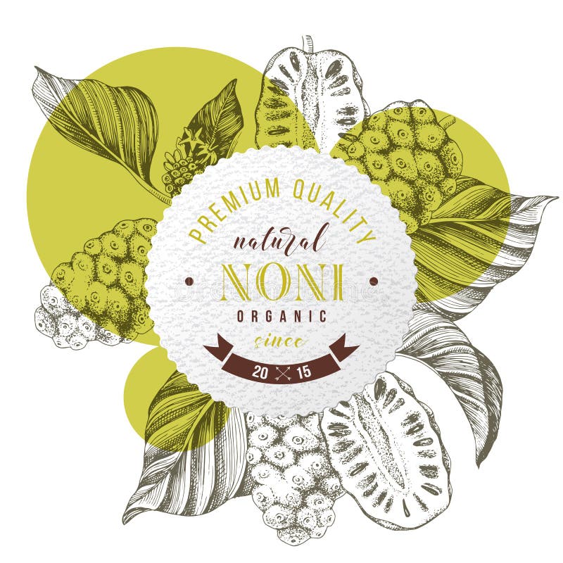 Round Emblem with Hand Drawn Noni Stock Vector - Illustration of noni ...