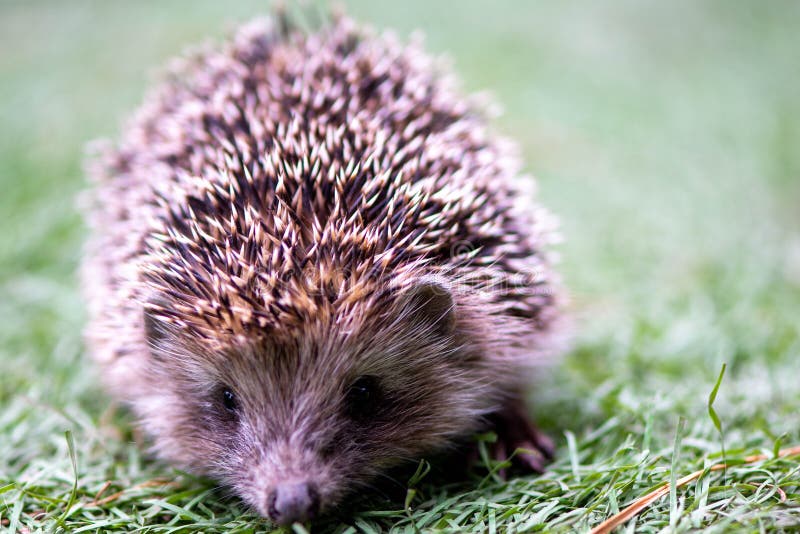 Round Eyes of a Hedgehog on the Grass Stock Photo - Image of little ...