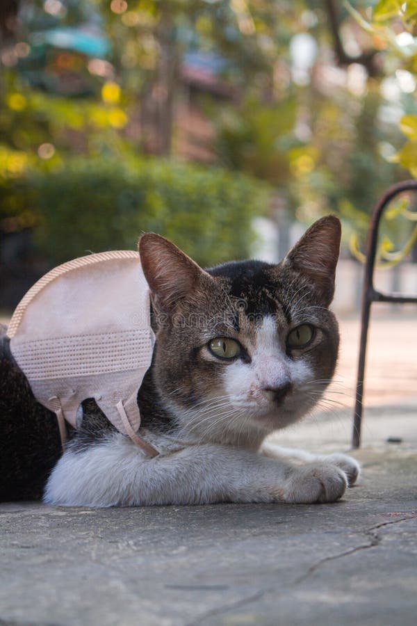 Round Face Local Cat Makes Him Cute Stock Image - Image of whiskers ...