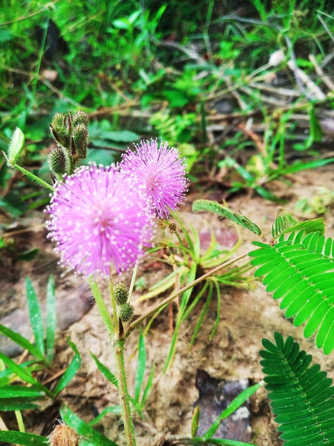 Dijain Stock Photos - Free & Royalty-Free Stock Photos from Dreamstime