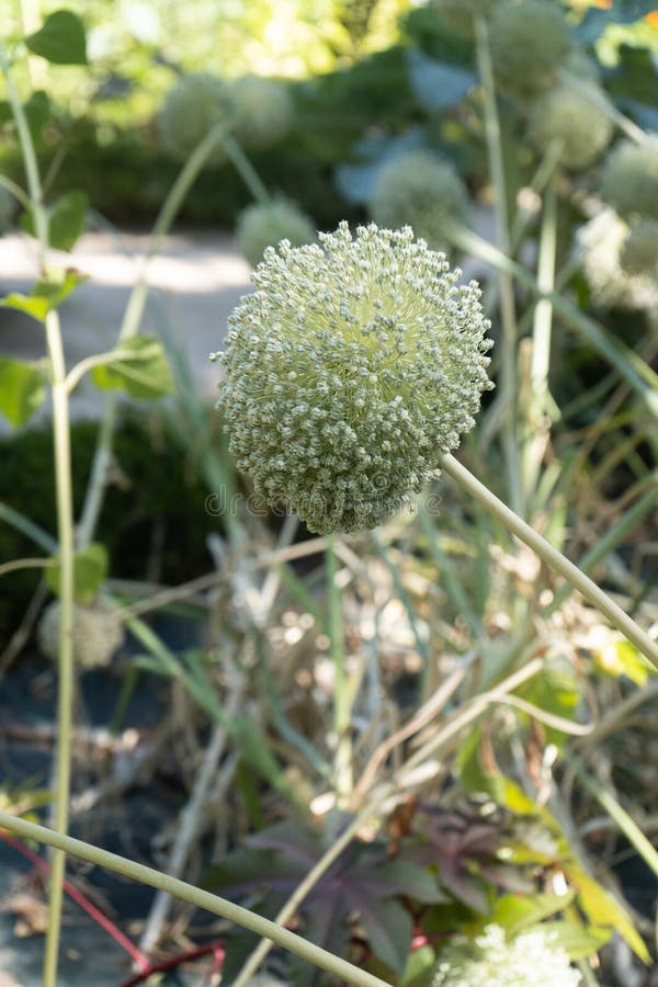Round flower in the garden stock photo. Image of food - 289178418