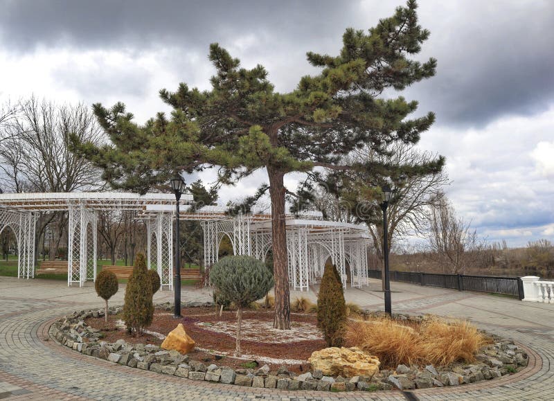 Round Flowerbed with a Pine Tree in the Middle in a City Park Stock ...