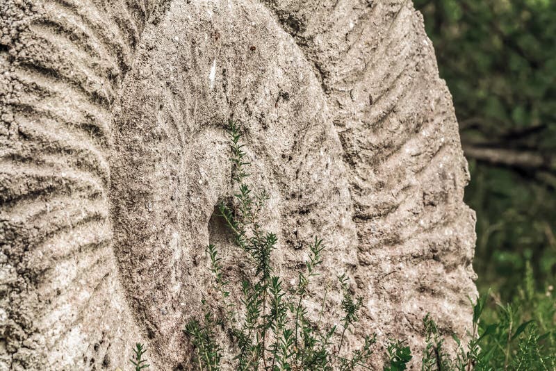 Round Fossil Stone stock photo. Image of white, grass - 48861758