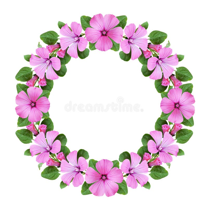 Round Frame with Bindweed Flowers Stock Image - Image of flowers ...